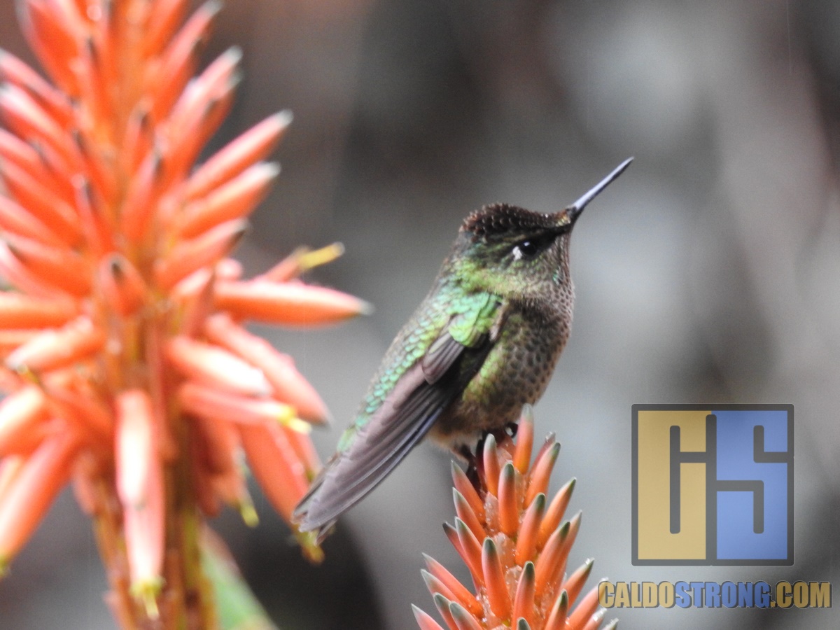 Picaflor Chileno - CALDOSTRONG.COM