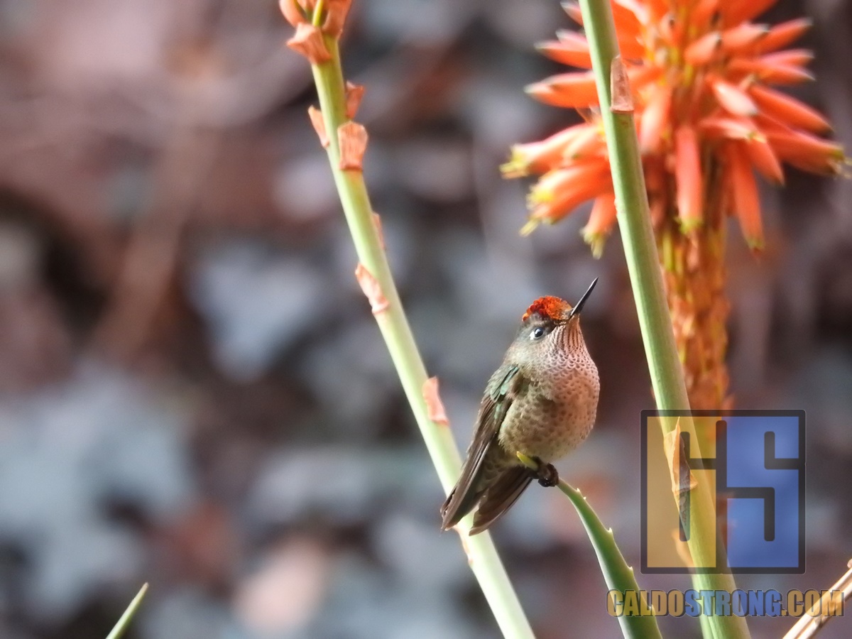 Picaflor Chileno - CALDOSTRONG.COM