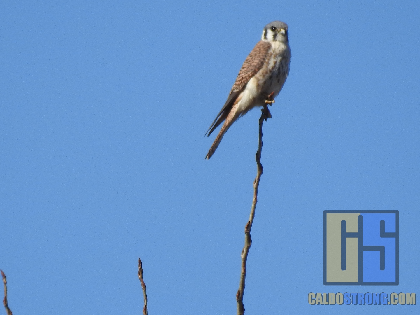 La fauna del Guirivilo, Santa Cruz – CALDOSTRONG.COM