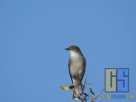 La fauna del Guirivilo, Santa Cruz – CALDOSTRONG.COM