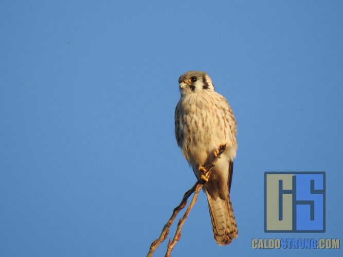 La fauna del Guirivilo, Santa Cruz – CALDOSTRONG.COM