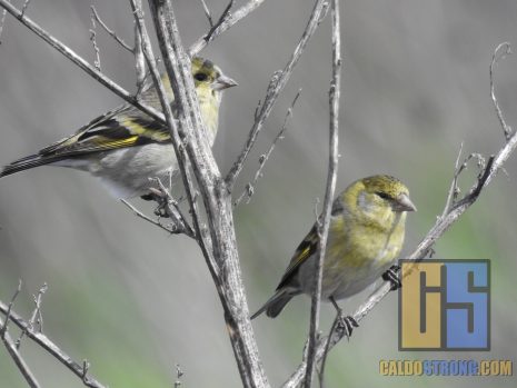 La fauna del Guirivilo, Santa Cruz – CALDOSTRONG.COM