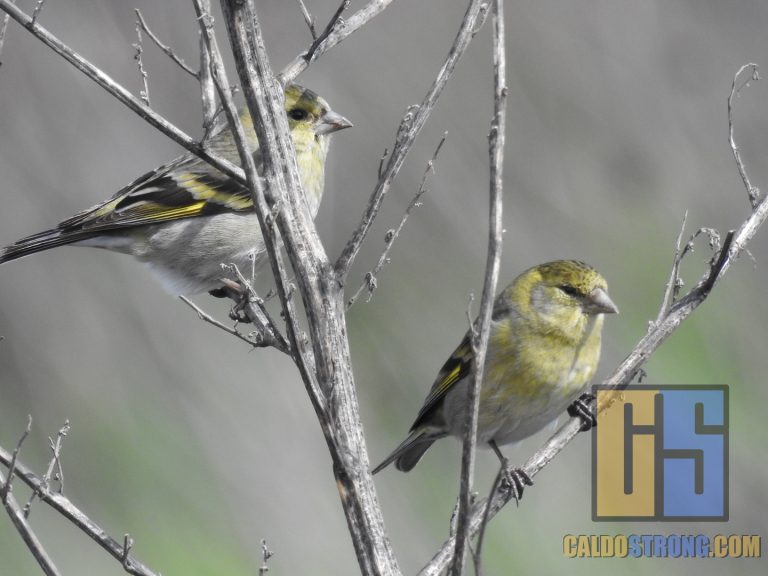 La fauna del Guirivilo, Santa Cruz – CALDOSTRONG.COM