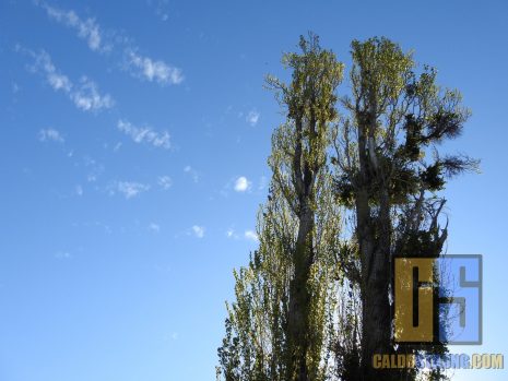 La fauna del Guirivilo, Santa Cruz – CALDOSTRONG.COM