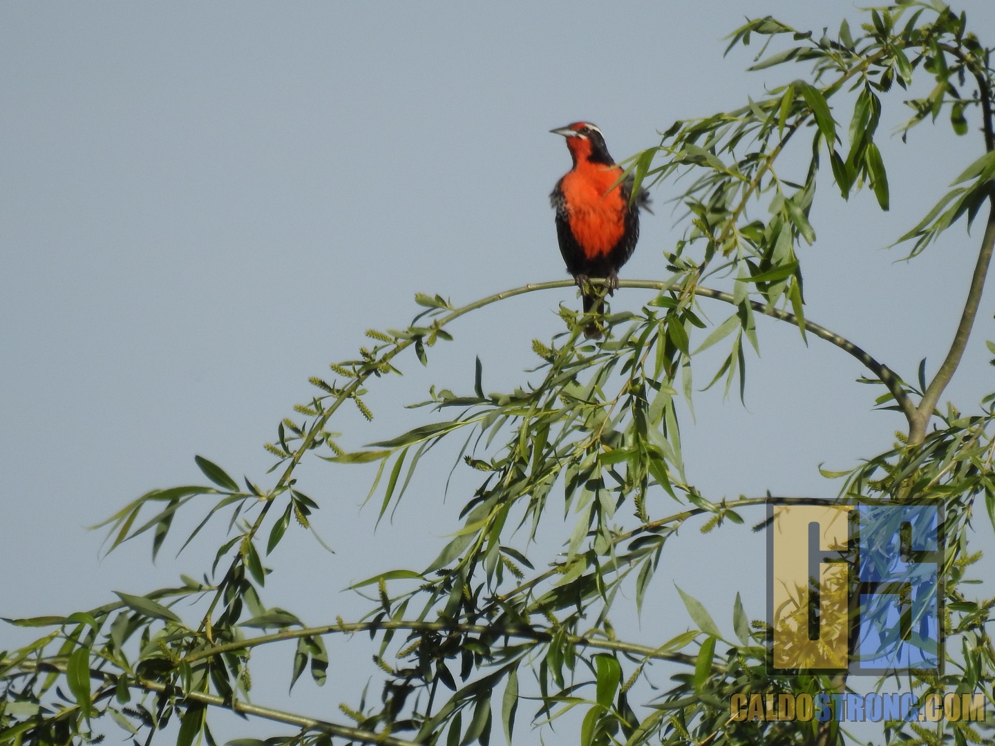 La fauna del Guirivilo, Santa Cruz – CALDOSTRONG.COM