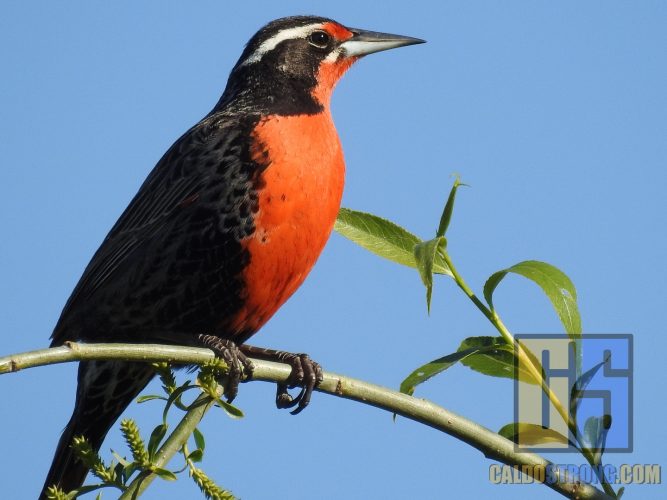 La fauna del Guirivilo, Santa Cruz – CALDOSTRONG.COM