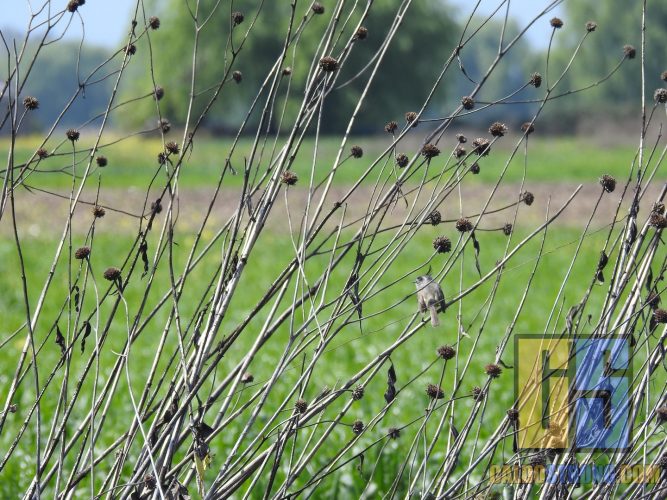 La fauna del Guirivilo, Santa Cruz – CALDOSTRONG.COM