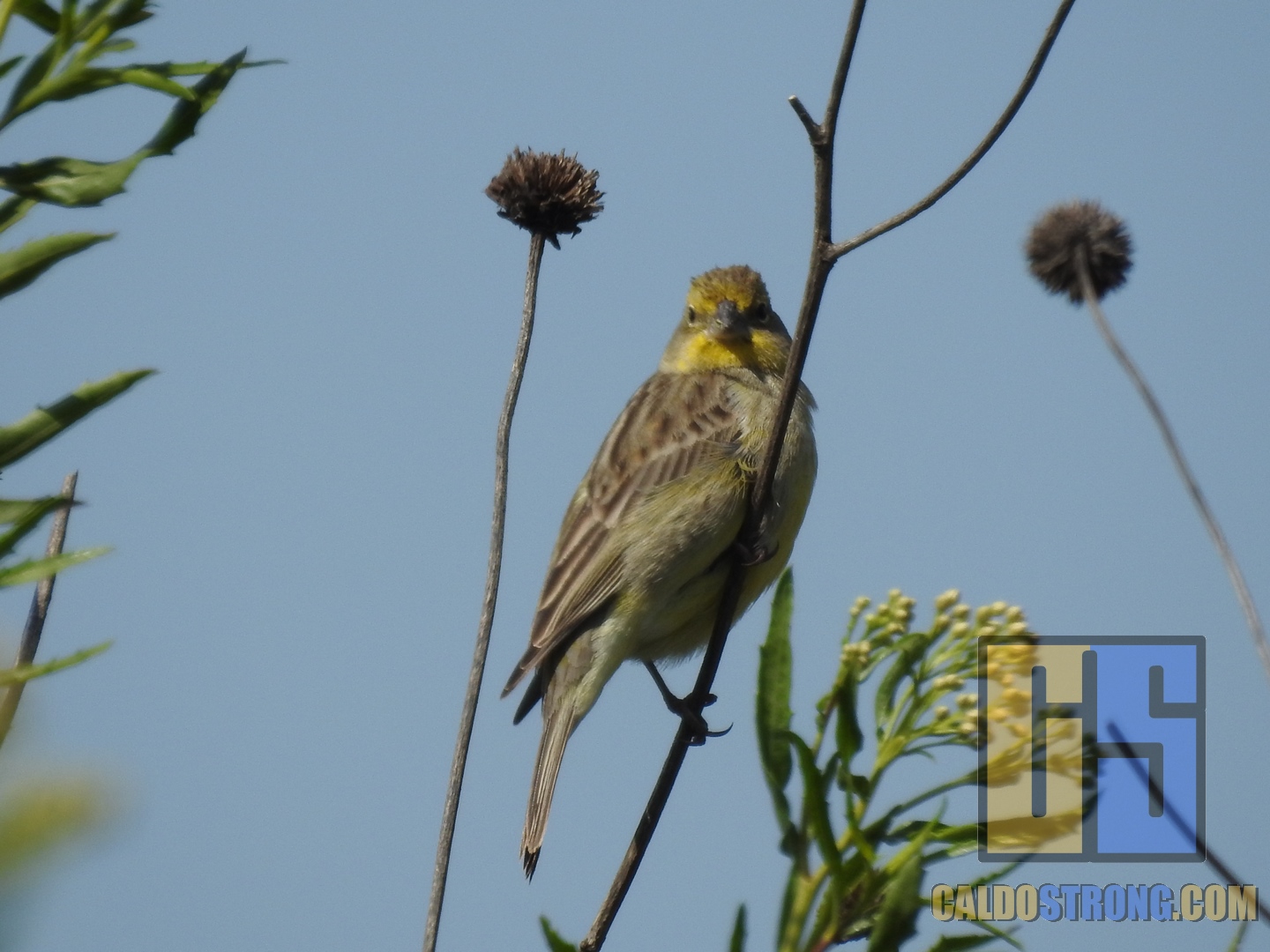 La fauna del Guirivilo, Santa Cruz – CALDOSTRONG.COM
