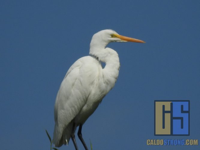 La fauna del Guirivilo, Santa Cruz – CALDOSTRONG.COM
