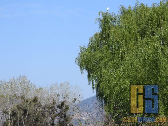 La fauna del Guirivilo, Santa Cruz - CALDOSTRONG.COM