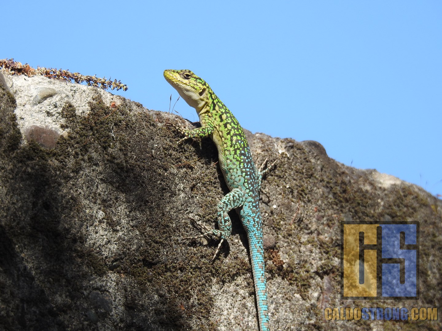 La fauna del Guirivilo, Santa Cruz – CALDOSTRONG.COM