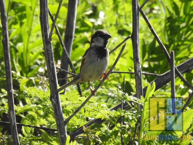 La fauna del Guirivilo, Santa Cruz – CALDOSTRONG.COM