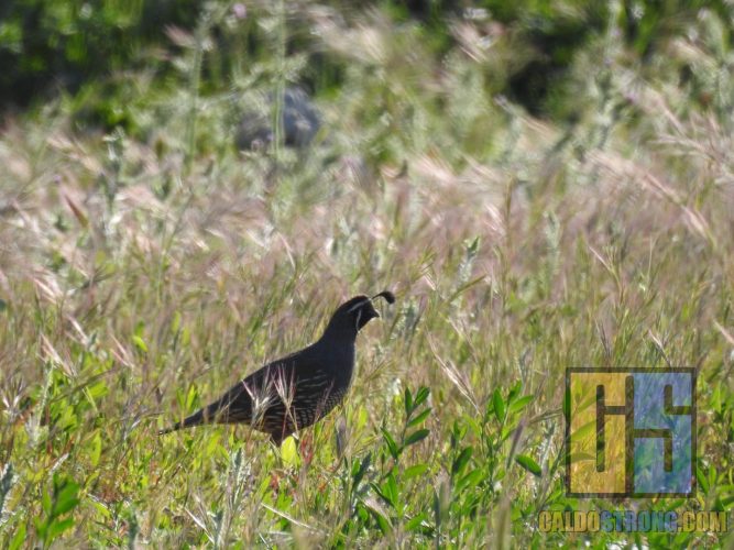 La fauna del Guirivilo, Santa Cruz – CALDOSTRONG.COM