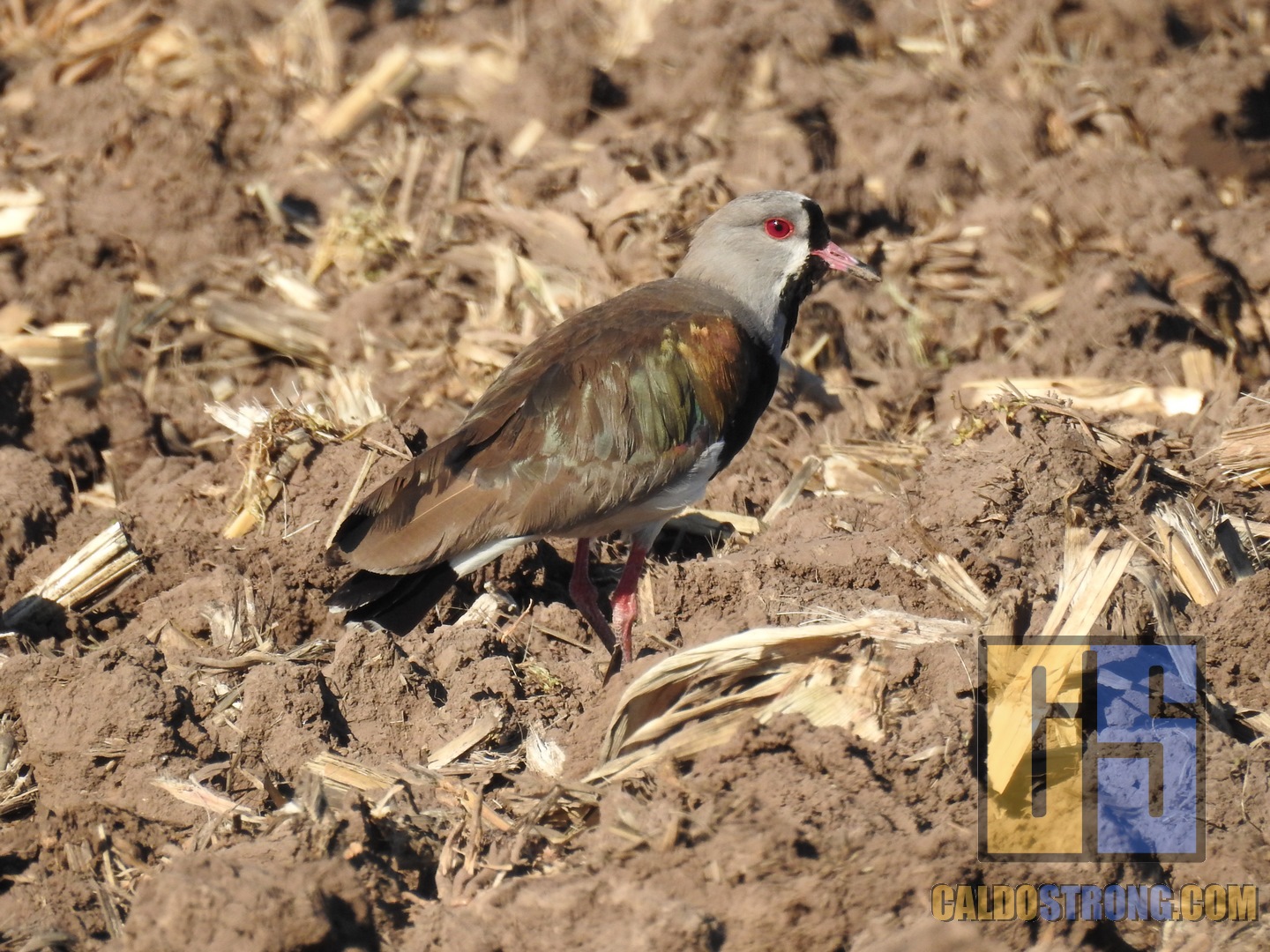 La fauna del Guirivilo, Santa Cruz – CALDOSTRONG.COM