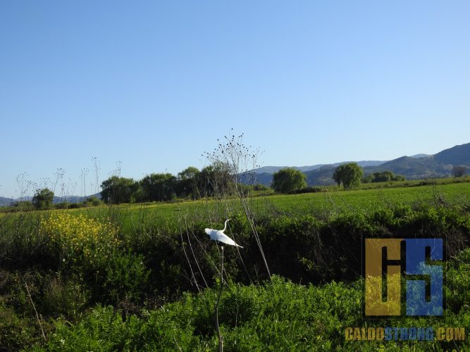 La fauna del Guirivilo, Santa Cruz – CALDOSTRONG.COM