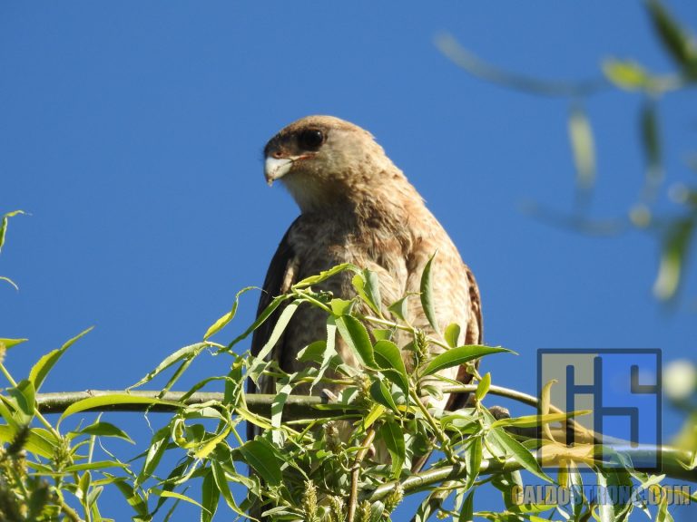 La fauna del Guirivilo, Santa Cruz - CALDOSTRONG.COM