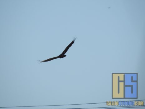 La fauna del Guirivilo, Santa Cruz – CALDOSTRONG.COM