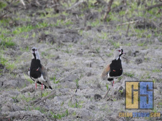 La fauna del Guirivilo, Santa Cruz – CALDOSTRONG.COM