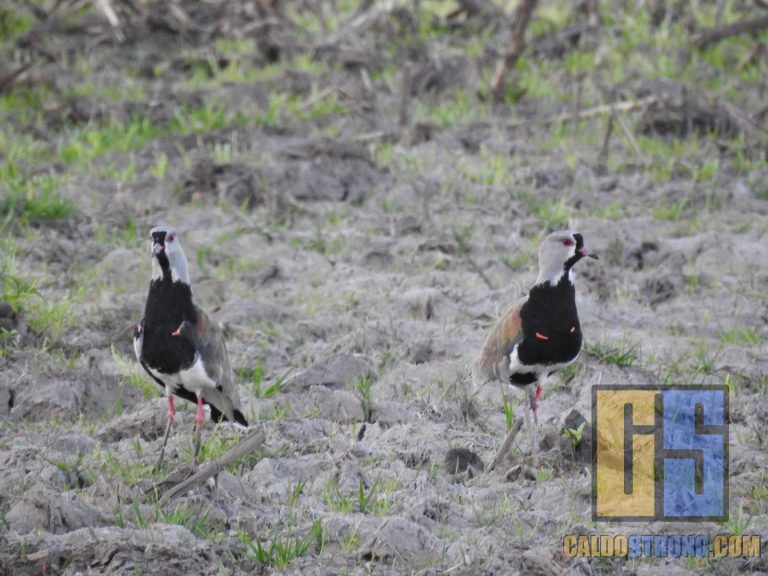 La fauna del Guirivilo, Santa Cruz - CALDOSTRONG.COM