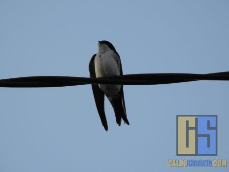 La fauna del Guirivilo, Santa Cruz – CALDOSTRONG.COM