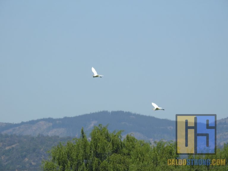 La fauna del Guirivilo, Santa Cruz - CALDOSTRONG.COM