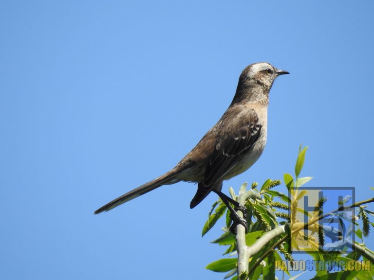 La fauna del Guirivilo, Santa Cruz – CALDOSTRONG.COM