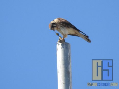 La fauna del Guirivilo, Santa Cruz – CALDOSTRONG.COM